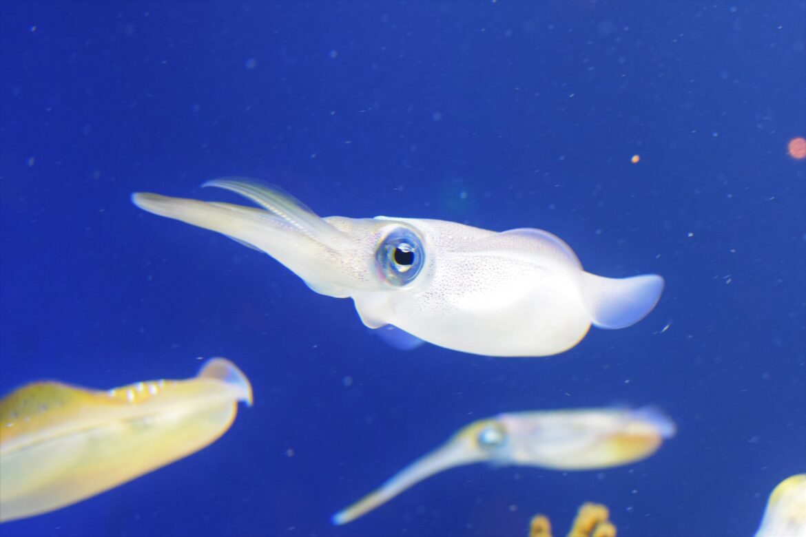 Flying squids - Design Museum Den Bosch